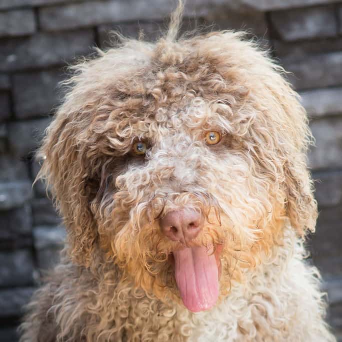 Midwest Kentucky Gamble "Daisy" - Midwest Bernedoodles