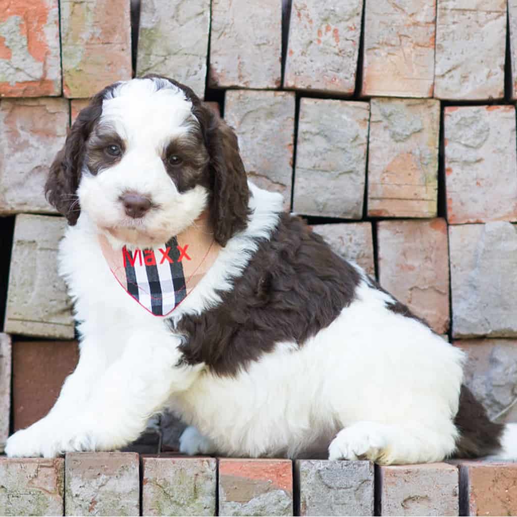 maxx - Midwest Bernedoodles